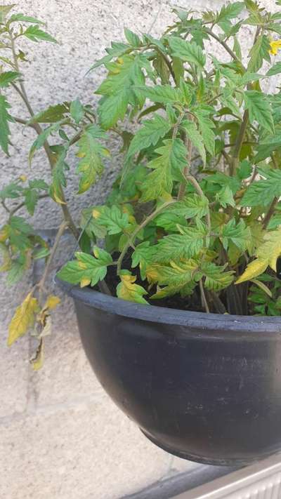 ¿Por qué se ponen amarillas las hojas de mi tomatera y sale un un punto ...