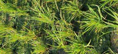 Kuruthu poochi irukku solai vallaiya irukku enna marunthu adikkalam ...