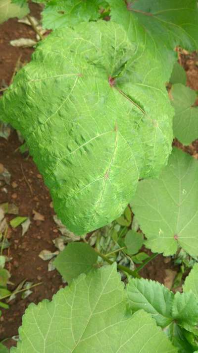 What Is Wrong With This Okra Plant Community Plantix