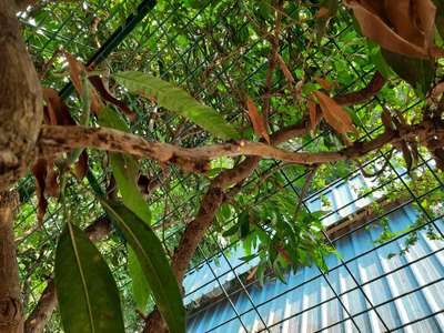Some branches of the mango tree have their barks totally infected and ...