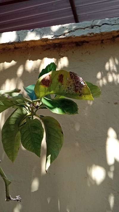 Que puedo hacer de forma "casera" para que mi limoncito se mejore ...