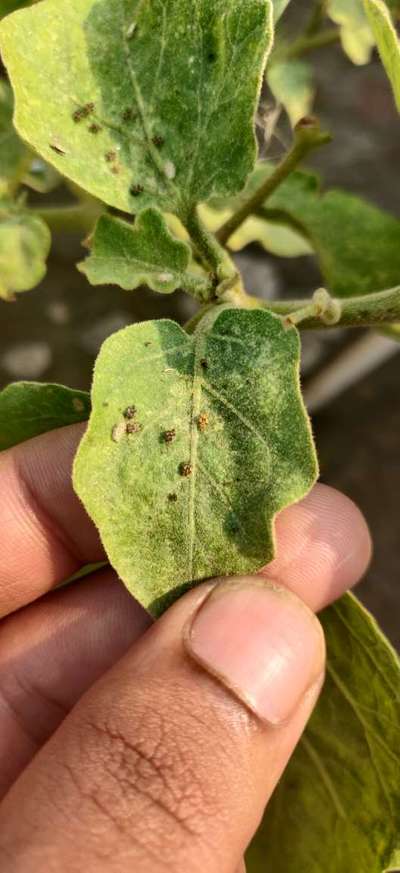 Heavy multiple aphids attack | Community | Plantix