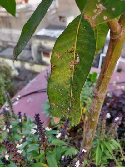 Which disease is this? Anthracnose or bacterial blight?! | Community ...