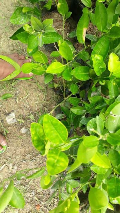 Want to know the name of disease and treatment for it. This is one year ...