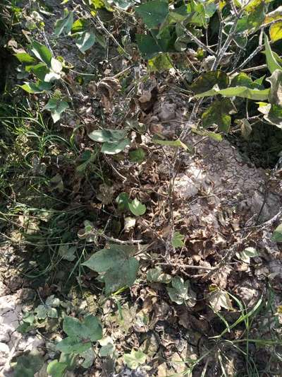 Milli bug in my cotton crop | Community | Plantix