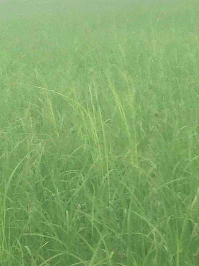 Is their any curative solution of Bakanae disease of rice other than ...