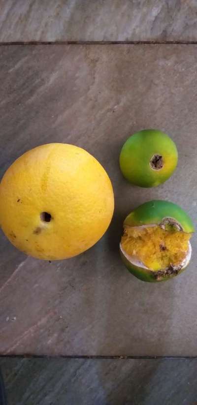 Splitting orange fruits | Community | Plantix