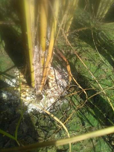 Today I harvested my Paddy 1509 which was infested with BPH. I saw ...