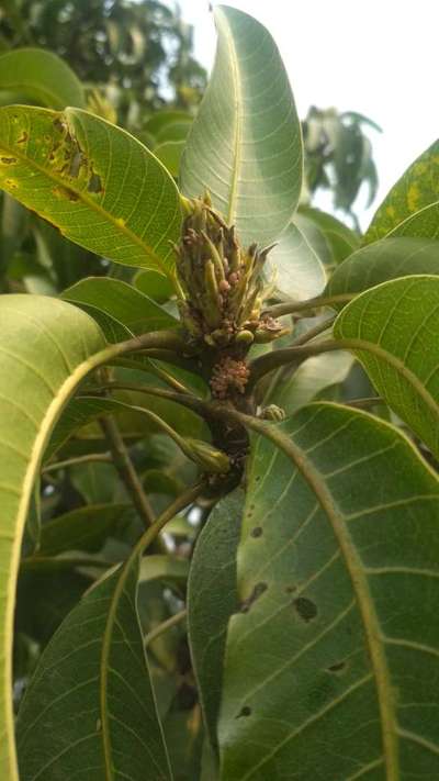 What is the insect in my mango tree | Community | Plantix