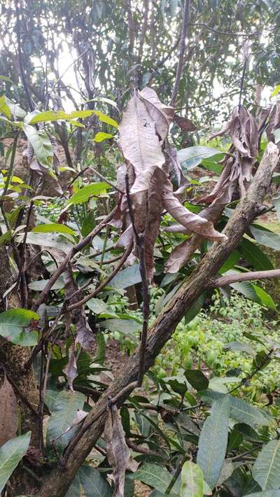 Please suggest any treatment for this mango tree disease. The stems are ...