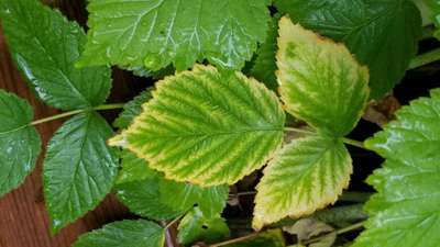Any ideas on why my raspberry leaves are yellowing. They are in a ...