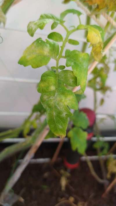 Comment traiter oïdium naturellement? | Communauté | Plantix