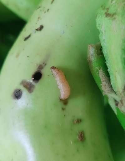 Suggest the way to destroy this worms in Brinjal | Community | Plantix