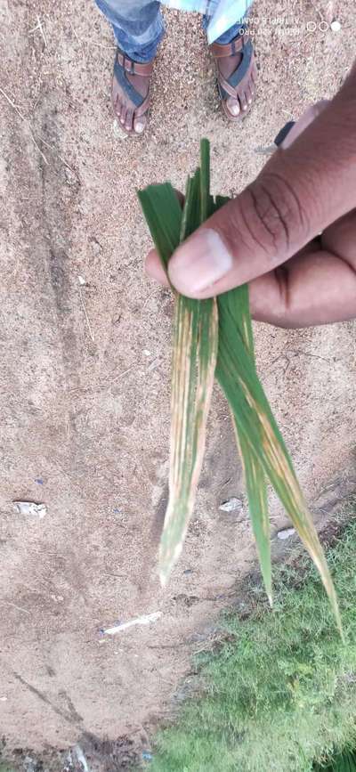 It's an bacterial leaf streak | Community | Plantix