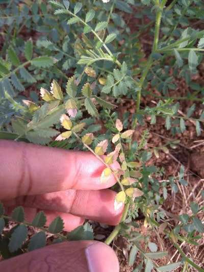 This symptoms was observed in chickpea | Community | Plantix