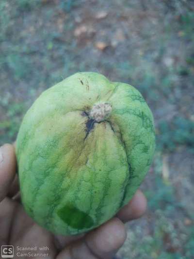 Melon is turning into black color like putrefaction but no color change ...