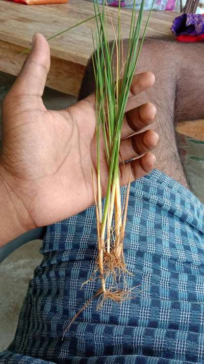 Irregular development of paddy | Community | Plantix