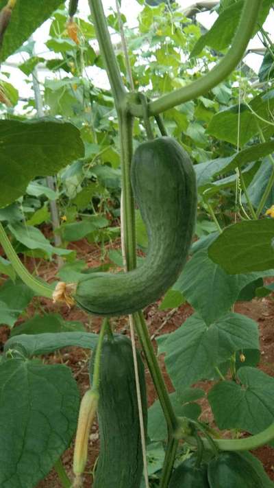 Why this cucumber fruit become twist. What is the problem. Any ...