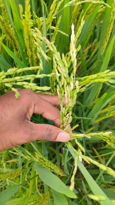 It's a new type of disease I observed in our field what is solution for ...