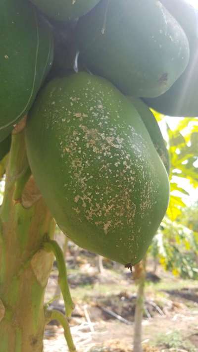White spot are coming on lot of papaya fruit it cement like structures ...