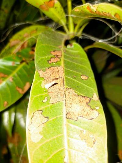 Leaf become dry and bug is like snail as shown in picture. | Community ...